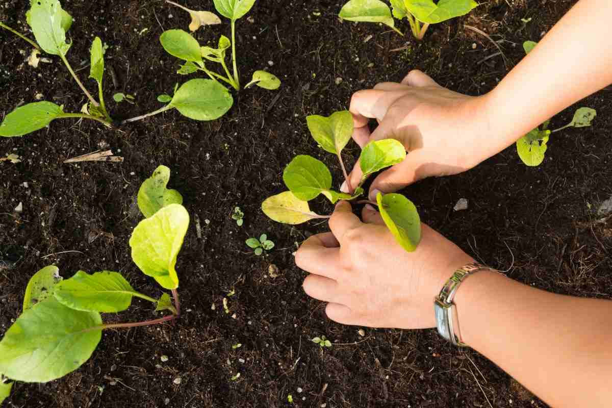 Cosa seminare nel tuo orto a febbraio: 7 ortaggi indispensabili Cosa seminare nel tuo orto a febbraio: 7 ortaggi indispensabili